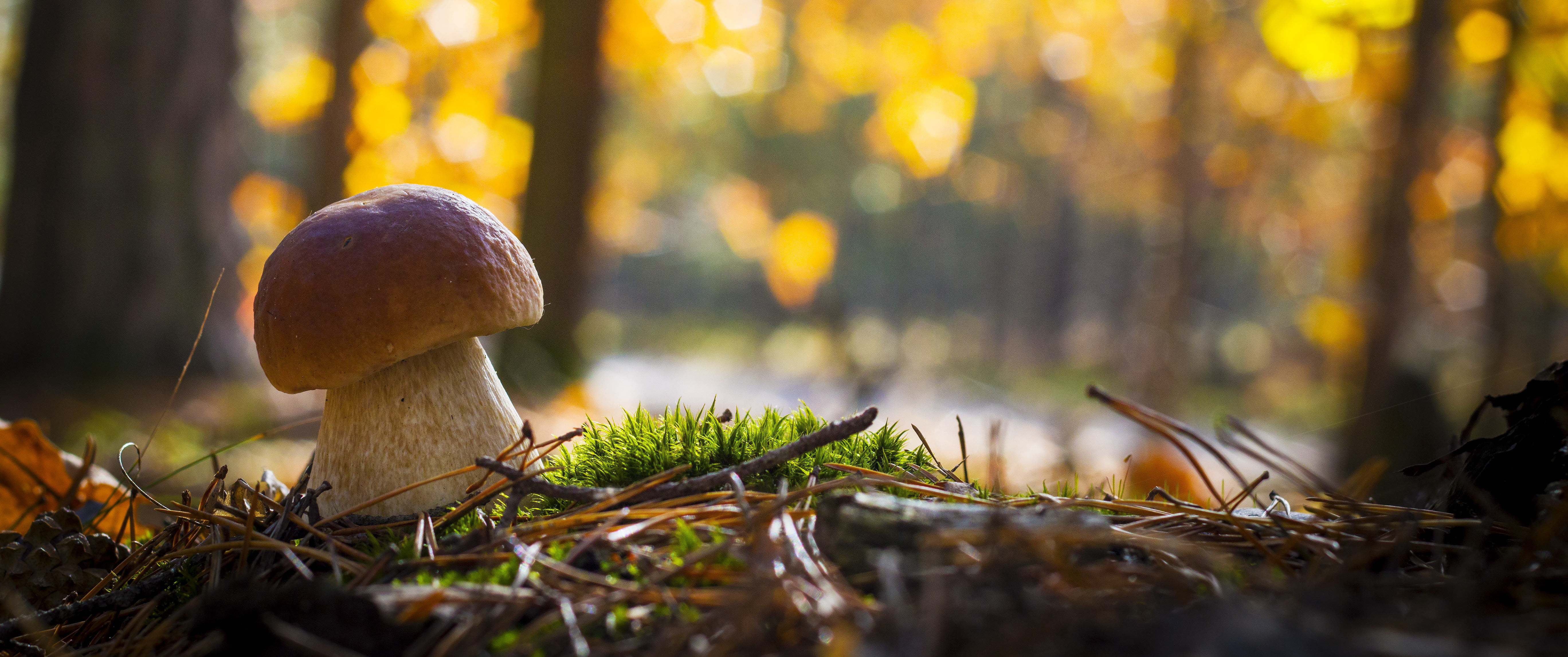 Qui dit automne, dit champignons - Seasonova